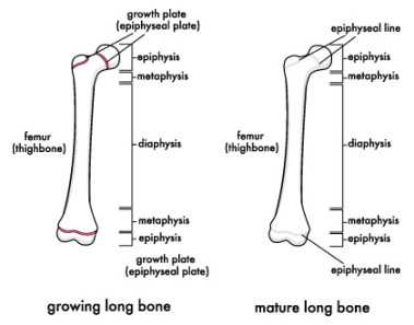 Growth Plates - The Guide To Know, If You Can Grow More Or Not? - Find ...